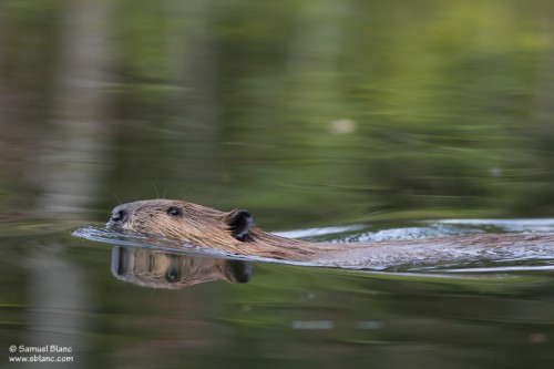 Le castor canadien - Castor canadensis